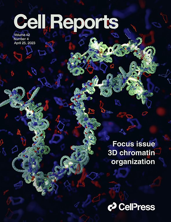 Retrosplenial perineuronal nets support hippocampal-cortical coupling ...