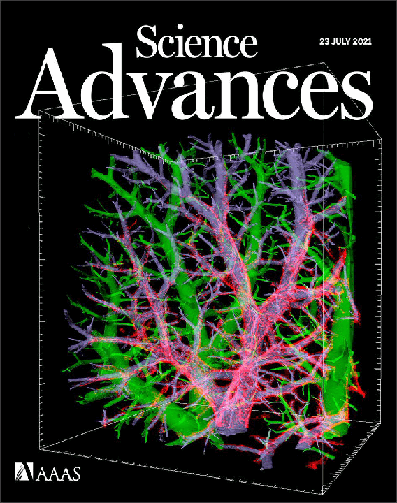 Hepatitis C virus infection dynamics; treatment; and lipid nanoparticle ...